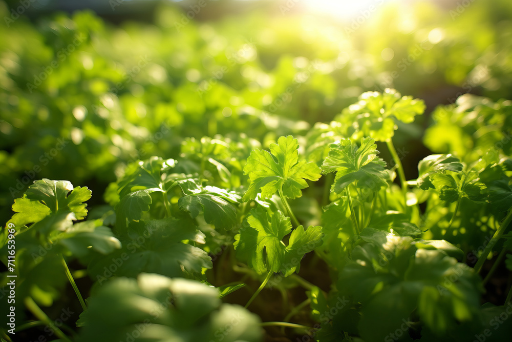 Growing cilantro harvest and producing vegetables cultivation. Concept ...