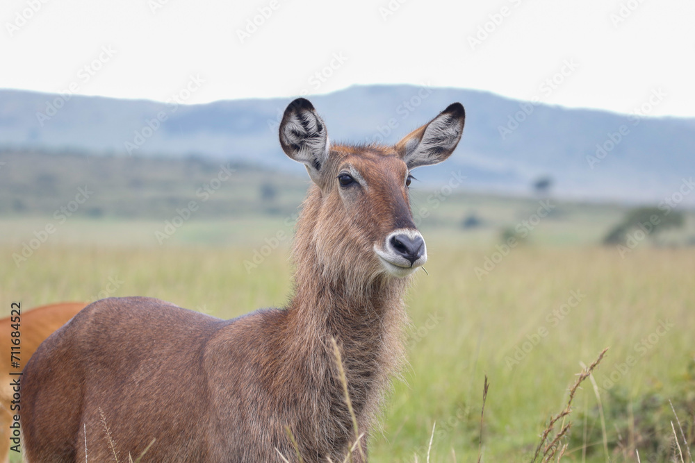 Female waterbuck at Maasai Mara National Reserve in Kenya Stock Photo ...