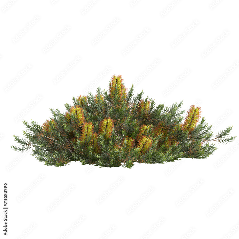 3d illustration of Banksia spinulosa bush isolated on transparent ...