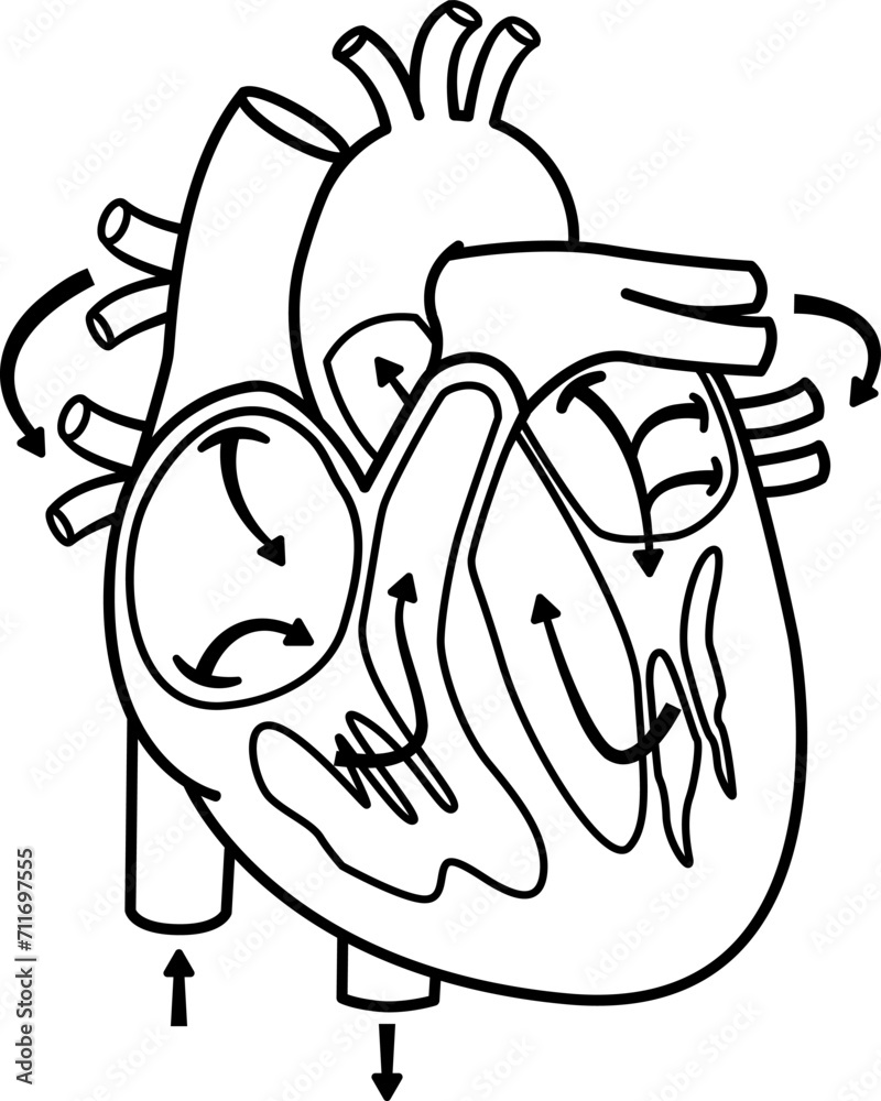 Anatomy of the Blood Flow of the Human Heart for Coloring. Education ...