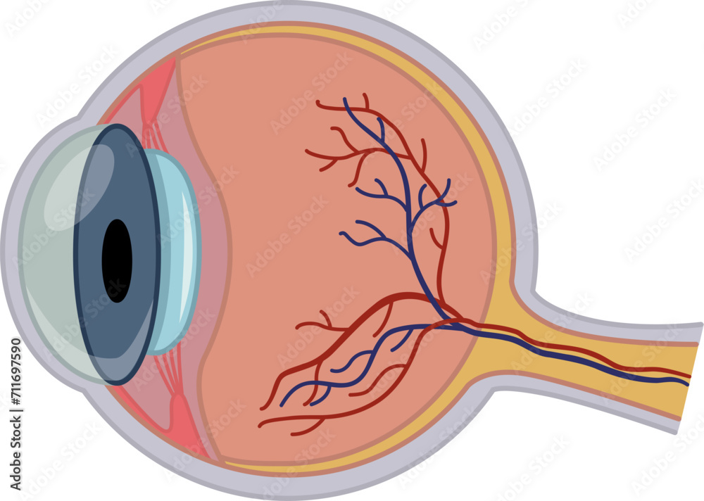 Anatomy of the Human Eye. Vector Illustration of Internal Organ ...