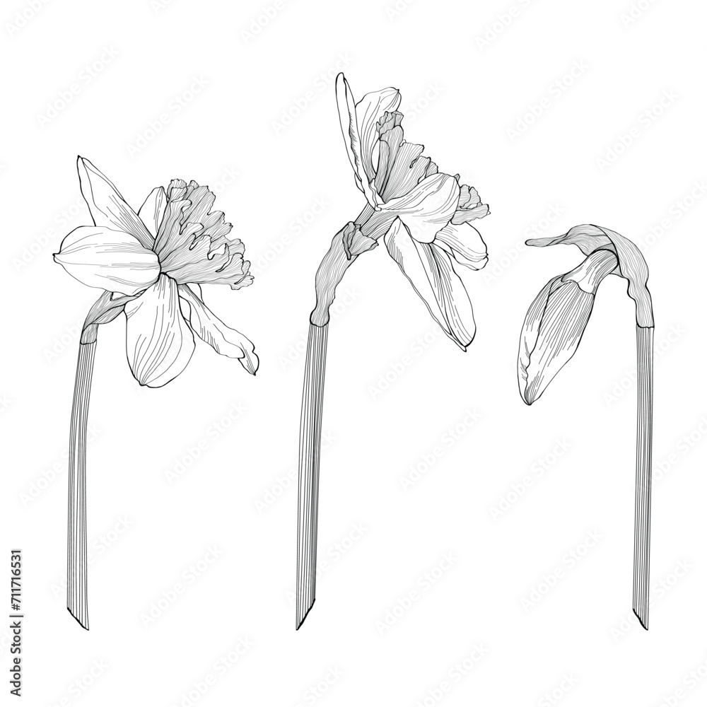 Daffodils set of single buds, plant on stem and bunch of flowers. Black ...
