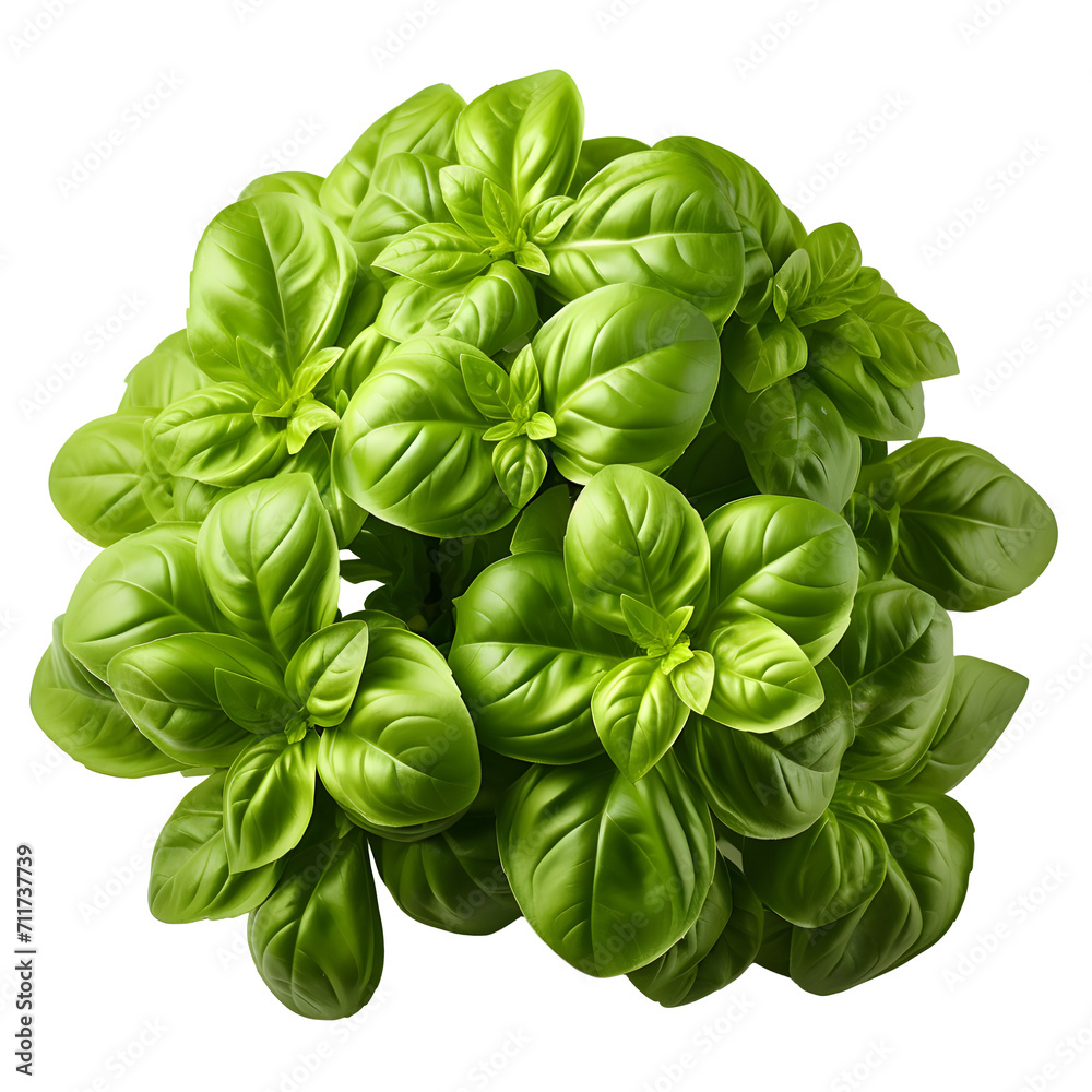 basil png. basil leaves png. basil top view. basil flat lay png. leaves ...