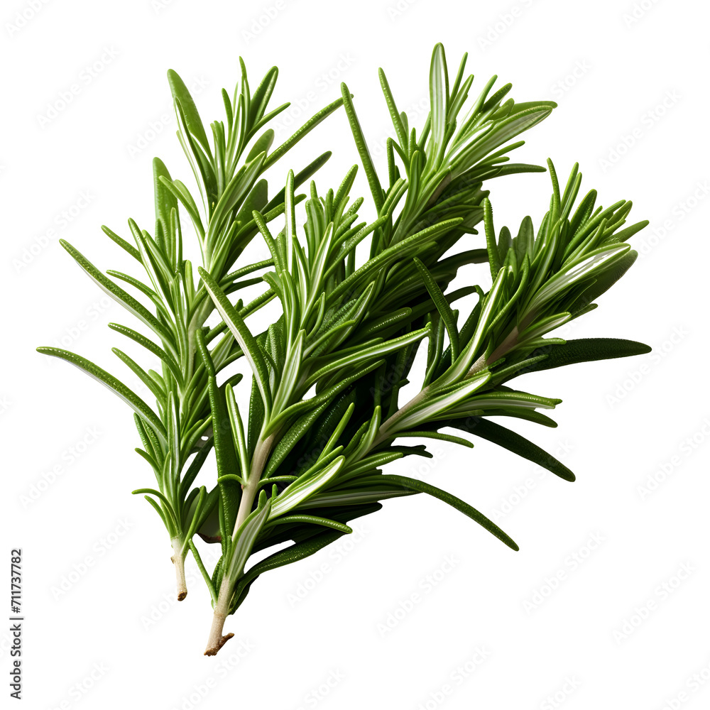 twig of rosemary png. rosemary top view. rosemary flat lay png ...
