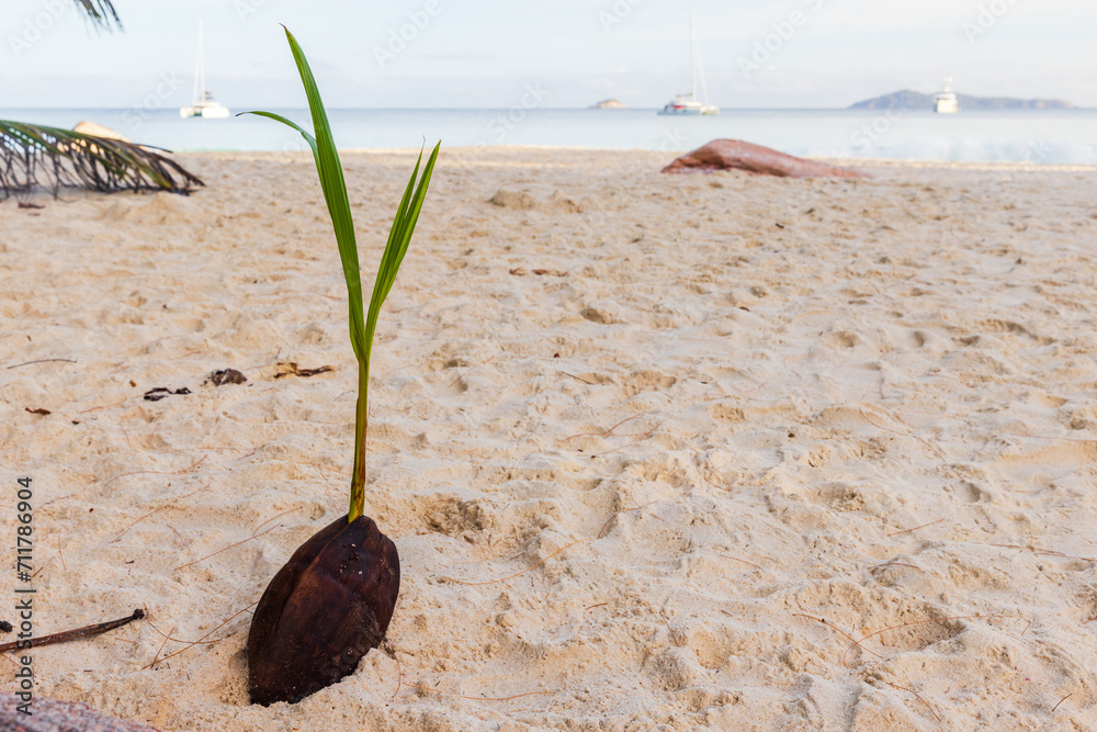 Coconut palm shoot grows from a nut lying on sand. Anse Lazio beach ...