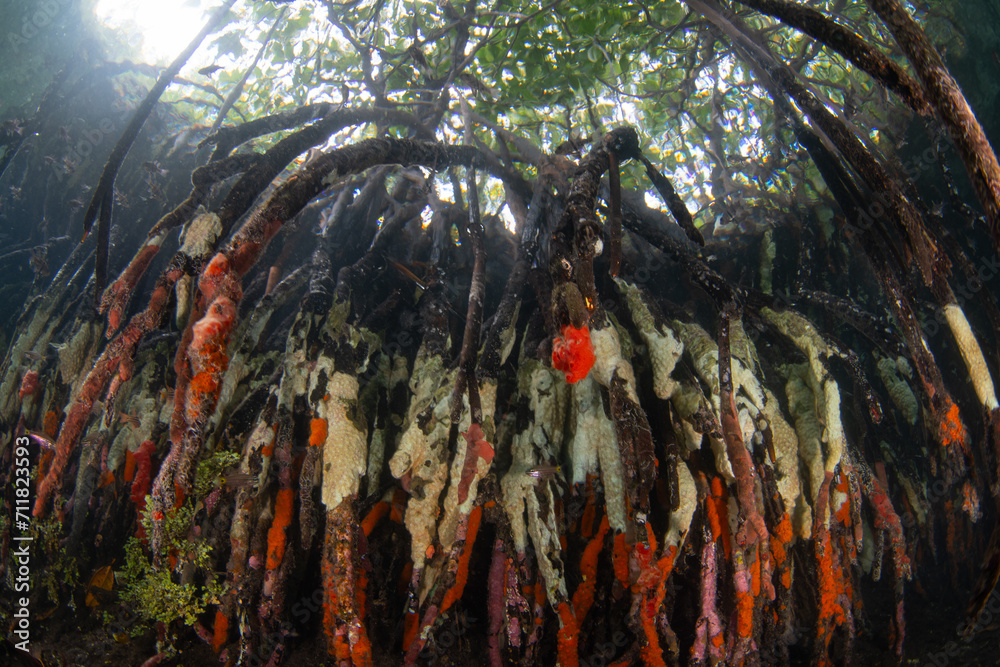 Colorful sponges grow on mangrove prop roots in Raja Ampat, Indonesia ...