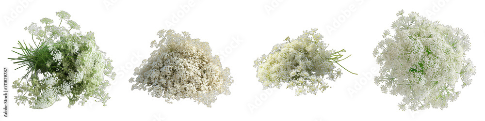 Queen Annes Lace Flower Pile Of Heap Of Piled Up Together ...