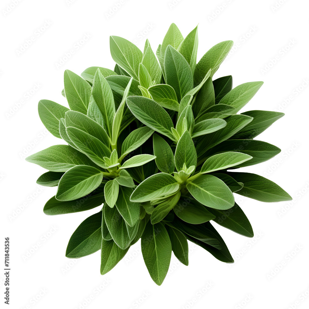 sage plant leaves png. common sage top view png. safe flat lay png ...