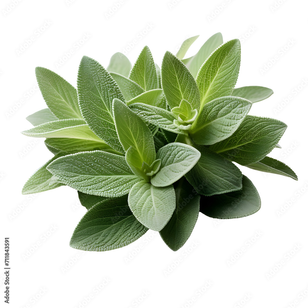 sage plant leaves png. common sage top view png. safe flat lay png ...