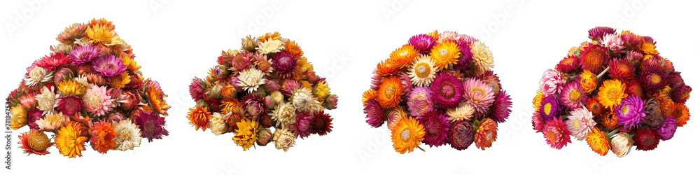 Strawflower Flower Pile Of Heap Of Piled Up Together Hyperrealistic ...