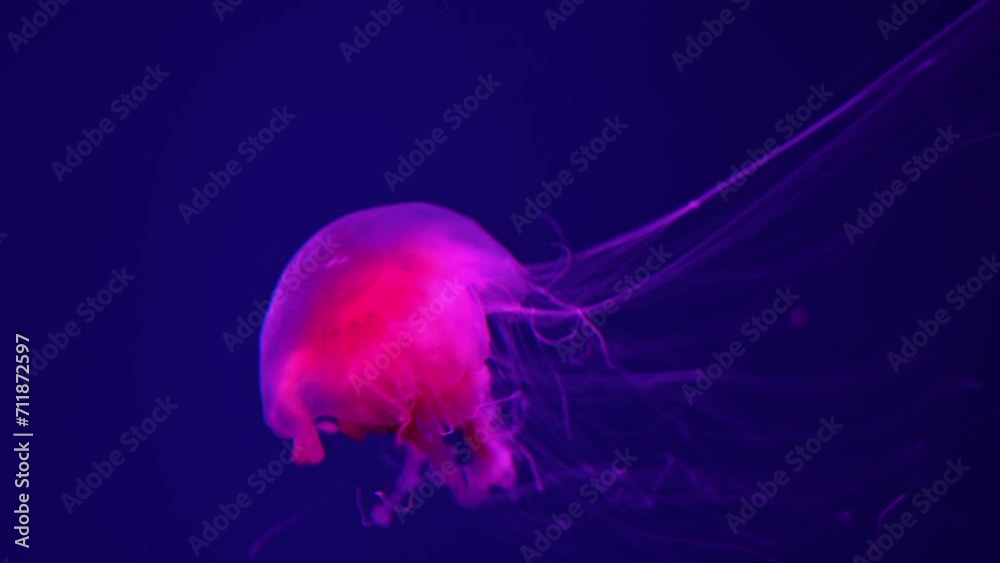 Fluorescent jellyfish swimming underwater aquarium pool with red neon ...
