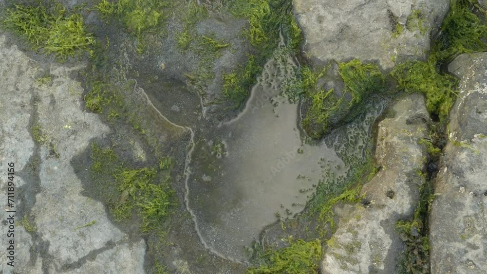 TOP DOWN: Puddle in fossilized dinosaur footprint on a sea rock on Isle ...