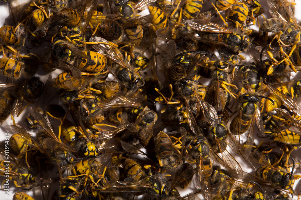 Vespula germanica, the European wasp, German wasp, or German ...