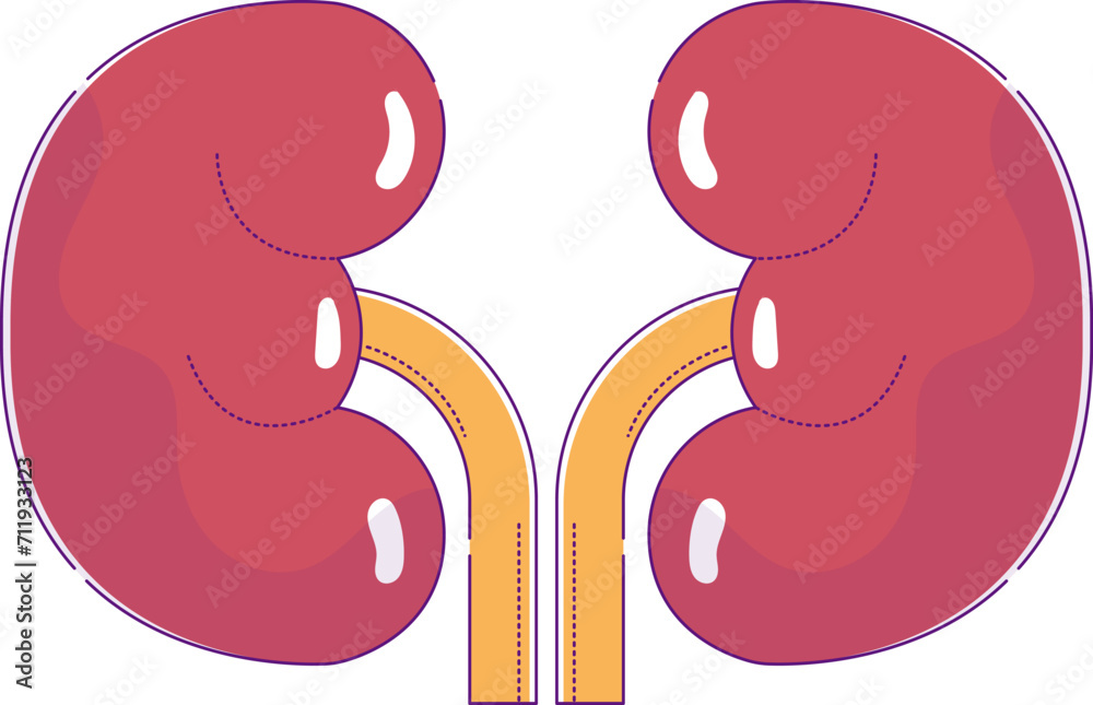 Flat design human kidneys anatomy diagram. Medical illustration of ...