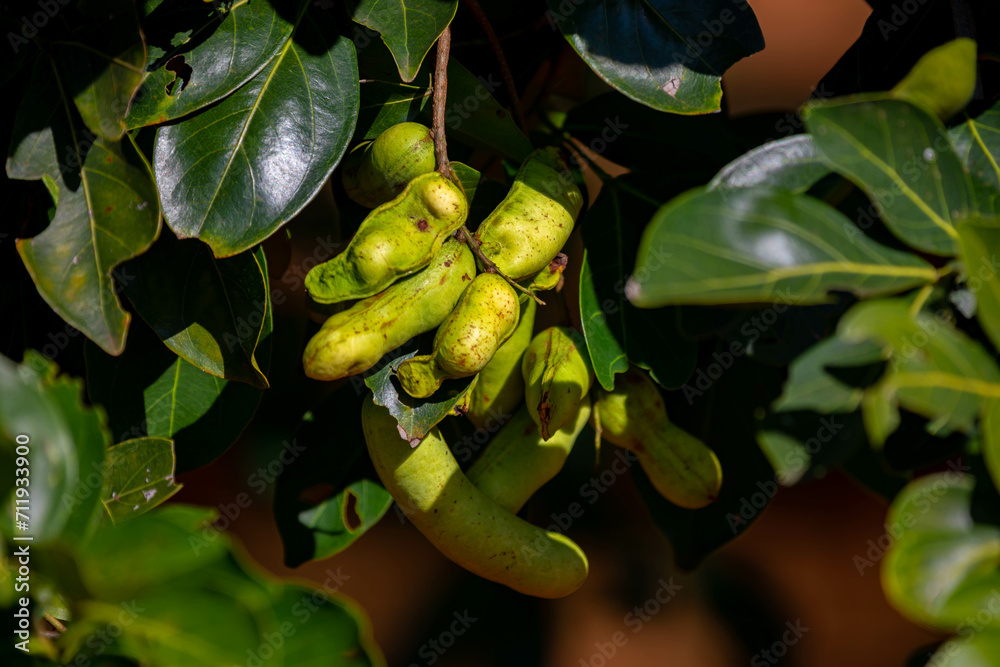 Ripe Inga laurina is a endemic tree of the Fabaceae family native to ...