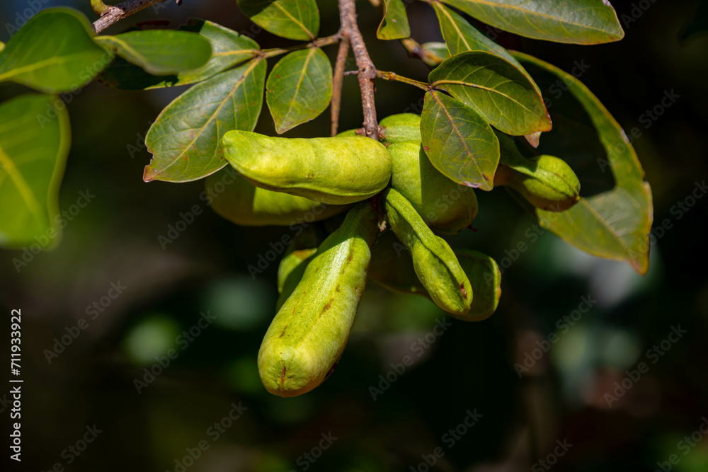 Ripe Inga laurina is a endemic tree of the Fabaceae family native to ...