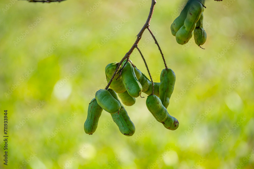 Ripe Inga laurina is a endemic tree of the Fabaceae family native to ...