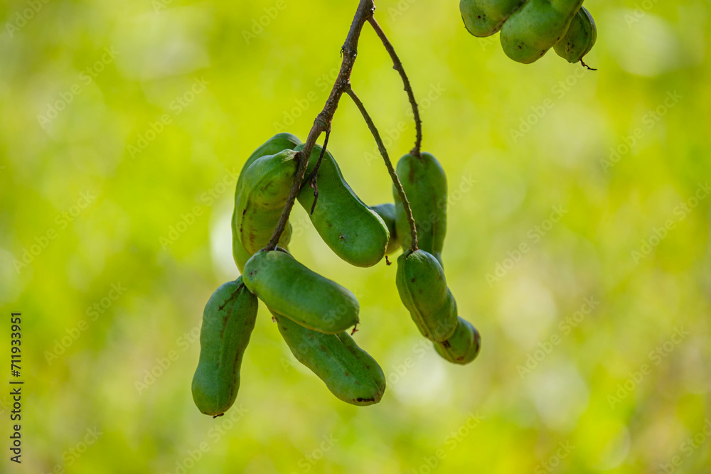 Ripe Inga laurina is a endemic tree of the Fabaceae family native to ...