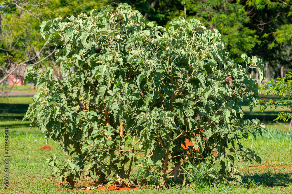 Rare wolf plant that produces fruit appreciated by the maned wolf in ...