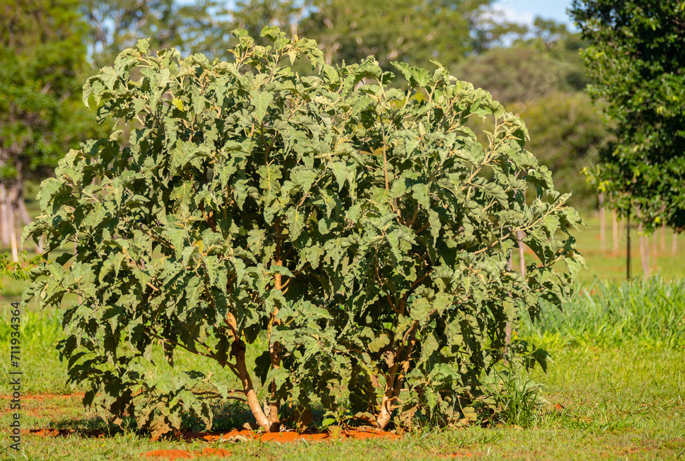 Rare wolf plant that produces fruit appreciated by the maned wolf in ...