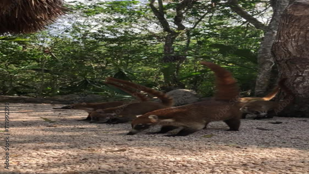 Family Feeding Frenzy: Coatis at Tulum Cenote Rest Spot, a huge family ...
