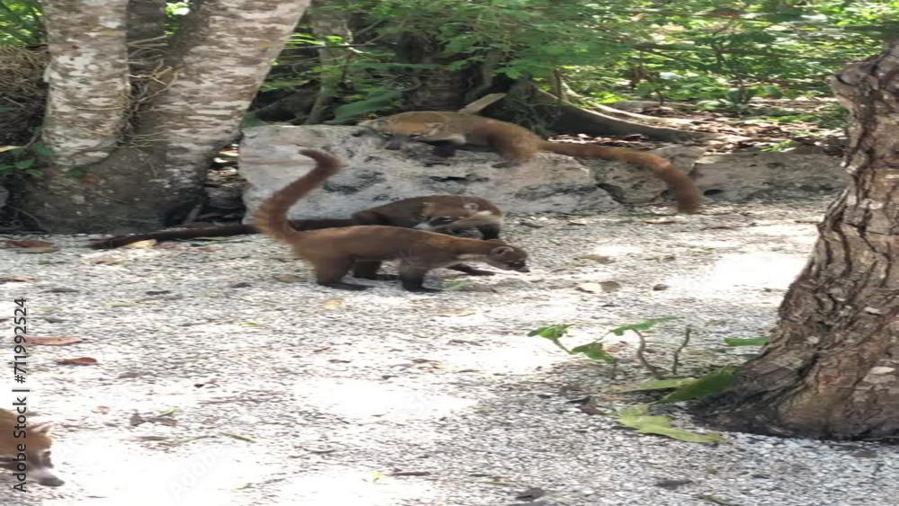 Vidéo Stock Family Feeding Frenzy: Coatis at Tulum Cenote Rest Spot, a ...