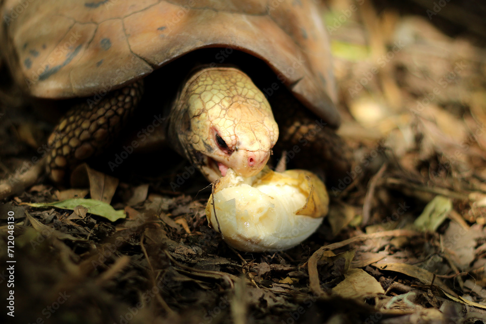 Elongated tortoise in the nature, Indotestudo elongata ,Tortoise ...