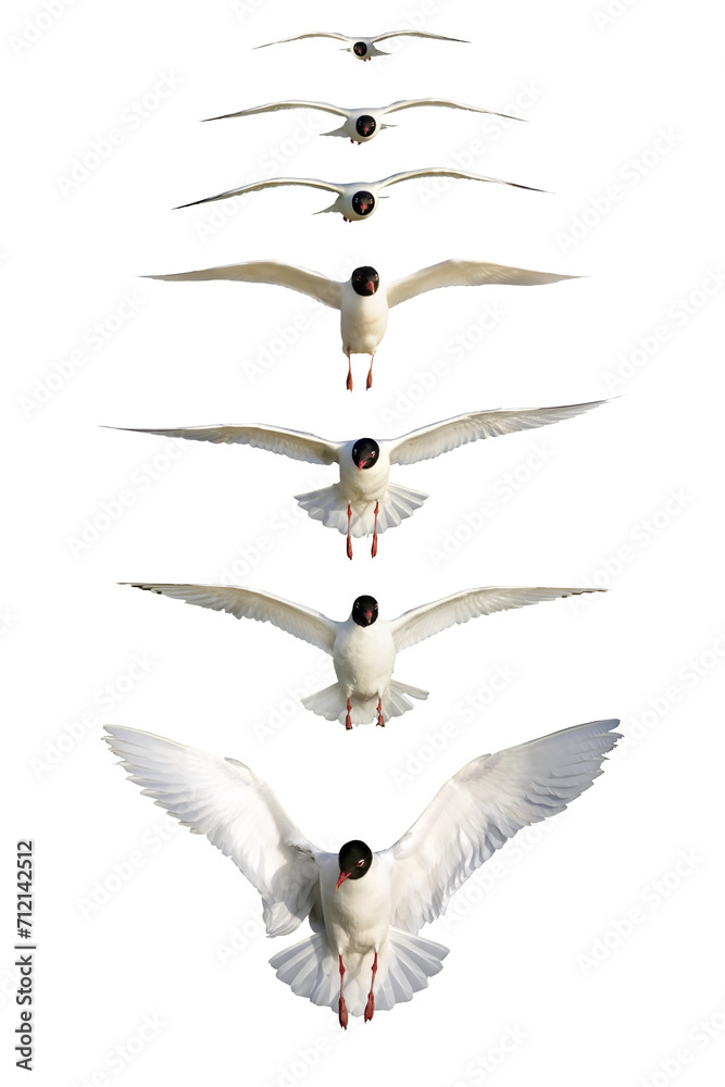 A photograph that shows the flight of birds in an aesthetic way. A ...