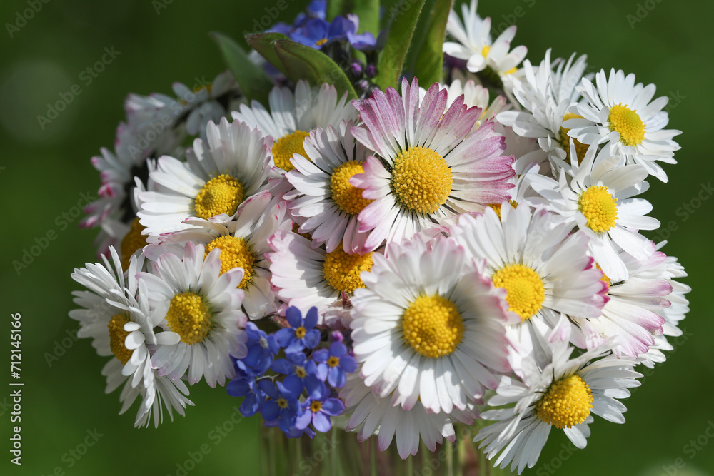 Beautiful spring bouquet of Daisy flowers, Daisies, with Forget Me Not ...