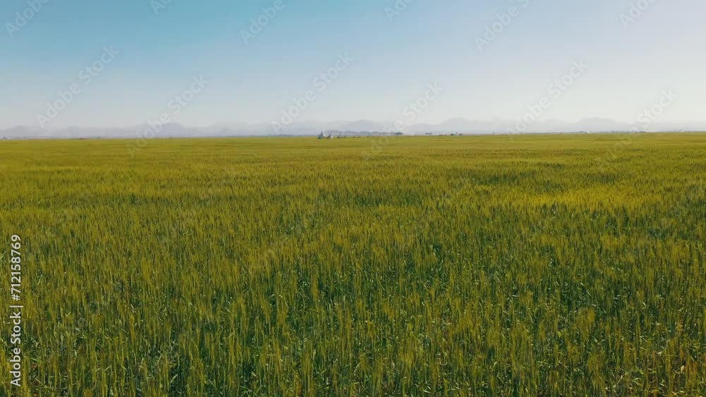 Vidéo Stock Top view of the wheat fields at Sharjah Wheat Farms in the ...