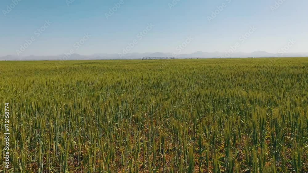 Top view of the Wheat plants at the Sharjah Wheat Farms in the United ...