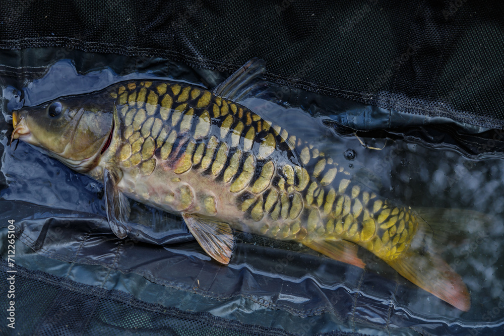 Carpfishing session at the Lake.Carp Angling.Live carp in a swing ... Carpfishing session at the Lake.Carp Angling.Live carp in a swing ...