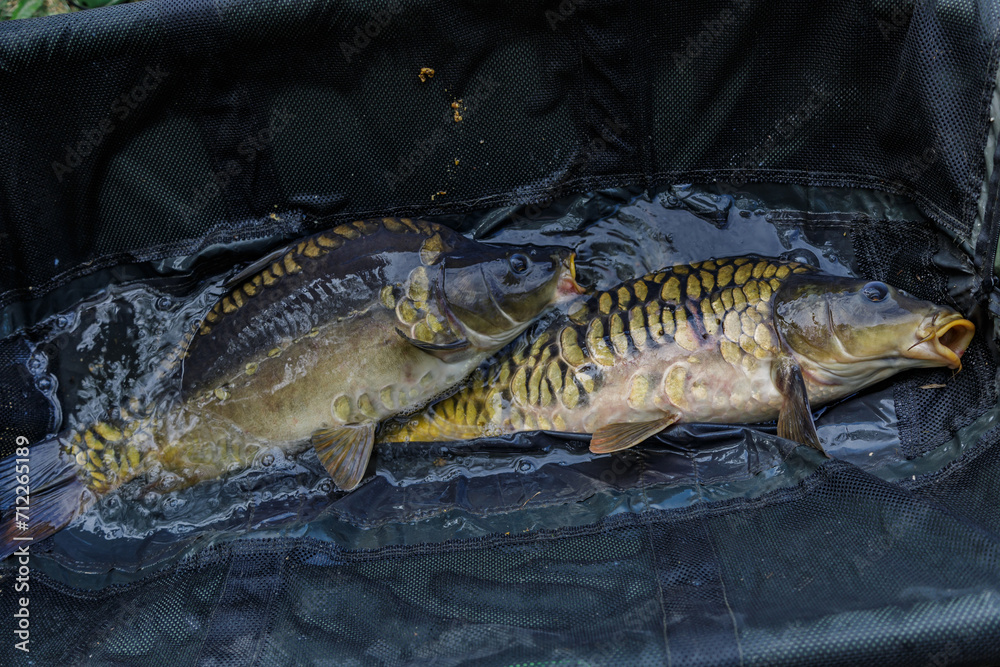 Carpfishing session at the Lake.Carp Angling.Live carp in a swing ...