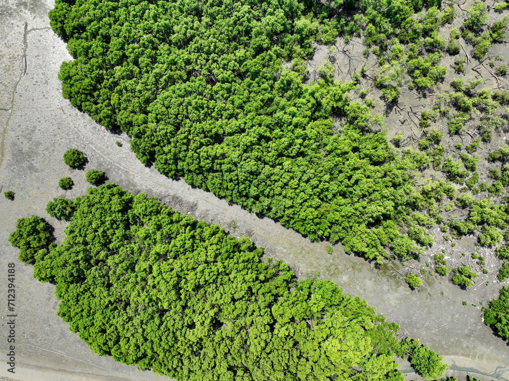 Green mangrove forest with morning sunlight. Mangrove ecosystem ...