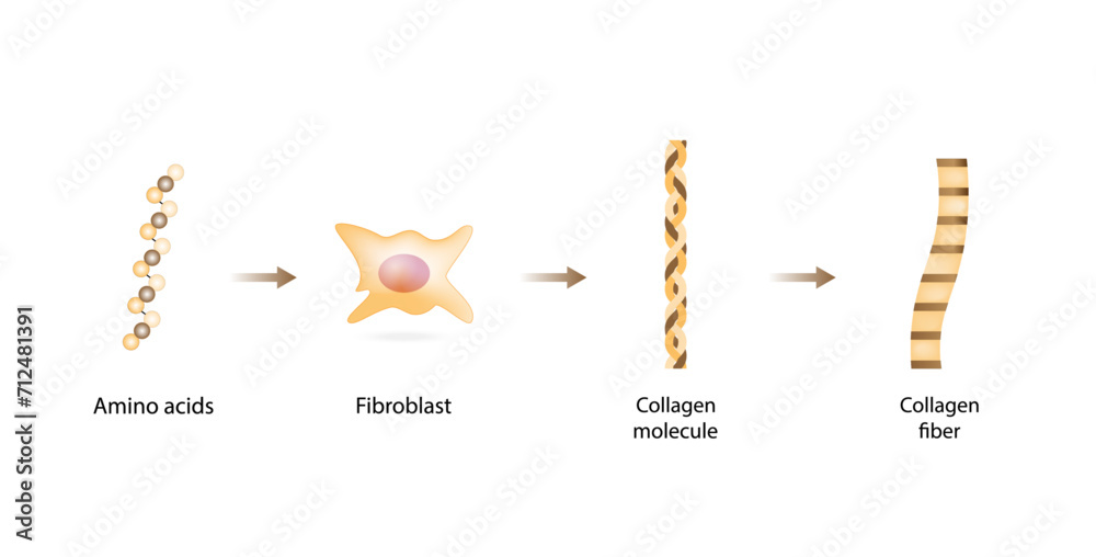 Collagen synthesis. From Amino acids, Peptides and Gelatin to Collagen ...