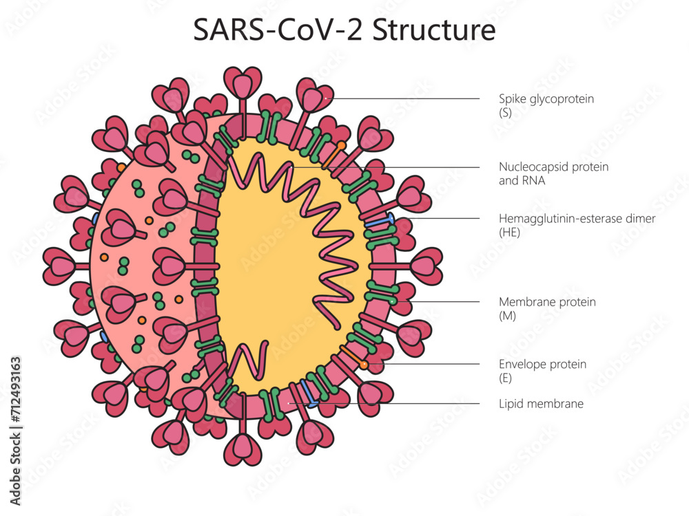 Coronavirus SARS Cov-2 structure diagram hand drawn schematic vector illustration. Medical ...