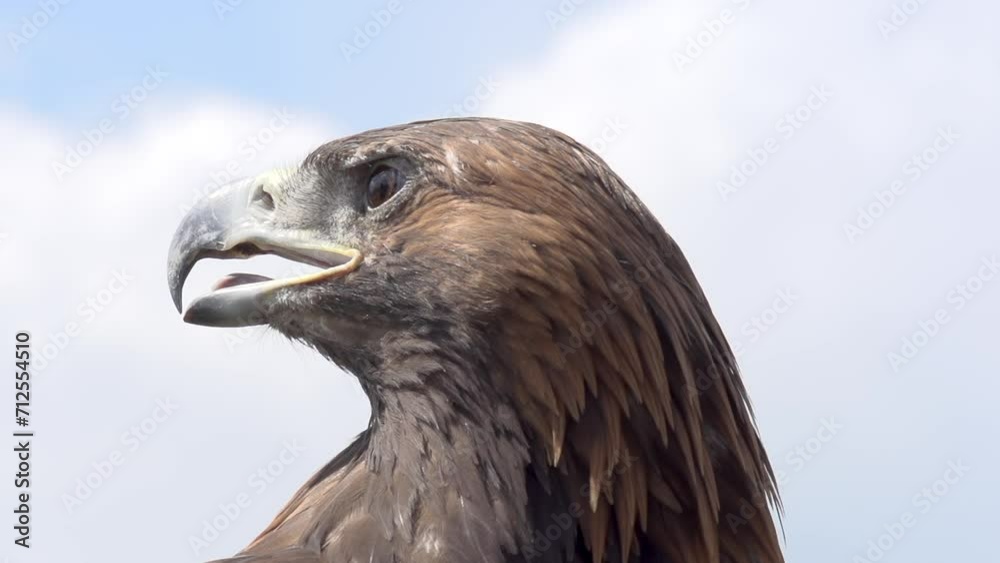 Stockvideon Sharp-Sighted Golden Eagle. The head of a golden eagle with ...