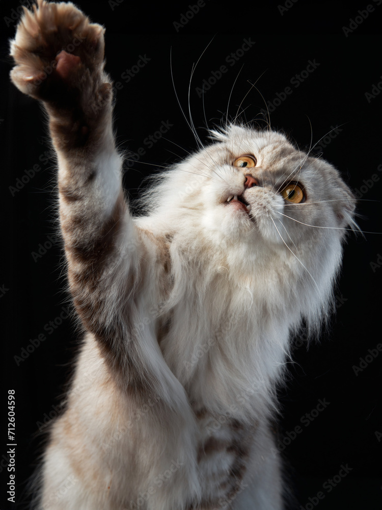 Regal Scottish Fold cat, poised and plush, against a stark black ...