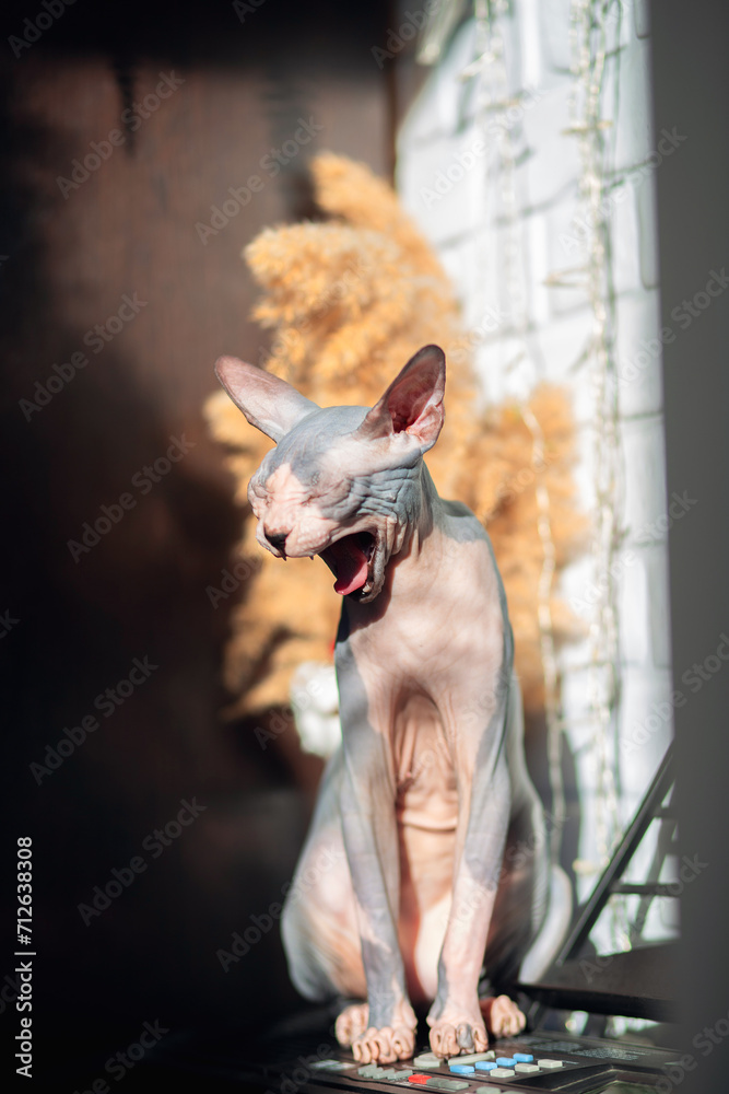 The Canadian Sphynx cat sits in the sun and yawns. Portrait of a cat in hard light. The cat ...