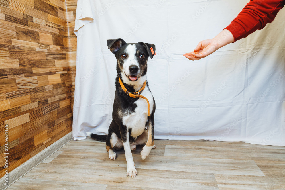 Sad dog in a shelter. Dogs lack a place where they can stay, like home ...