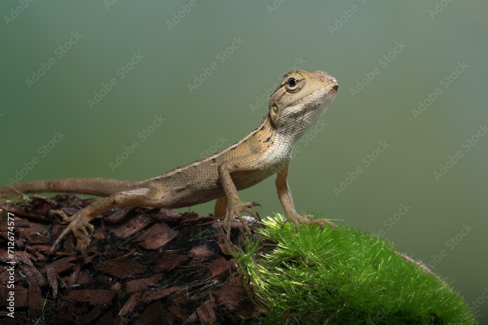 The oriental garden lizard (Calotes versicolor), also called the ...