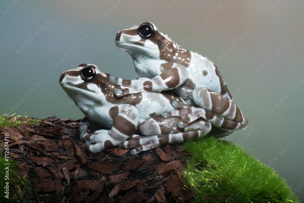 The Mission golden-eyed tree frog or Amazon milk frog (Trachycephalus ...