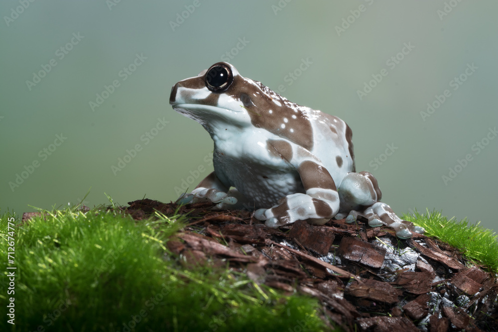 The Mission golden-eyed tree frog or Amazon milk frog (Trachycephalus ...