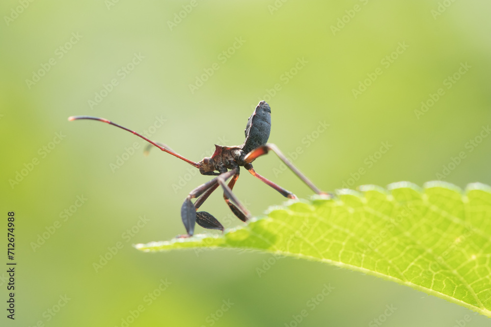 Leptocorisa oratoria, the rice ear bug, is an insect from the family ...