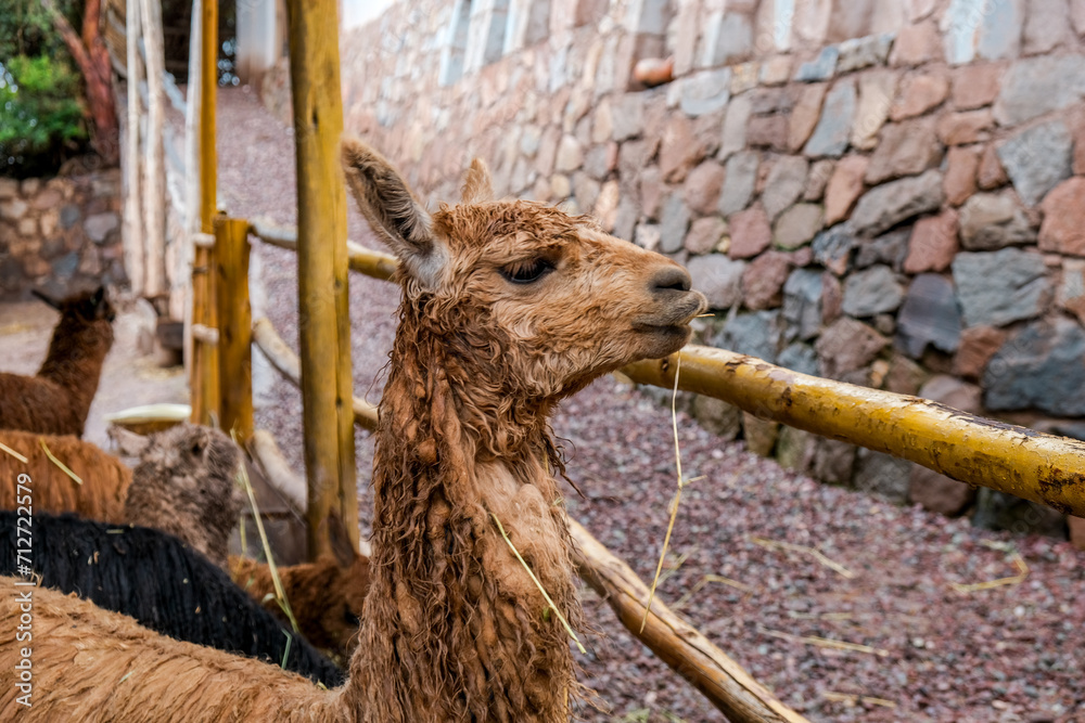 foto de una alpaca o llama comiendo hierba en primer plano Stock Photo ...