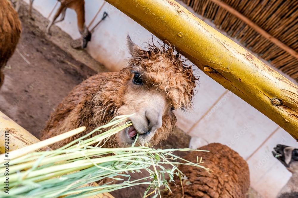 foto de una alpaca o llama comiendo hierba en primer plano Stock Photo ...