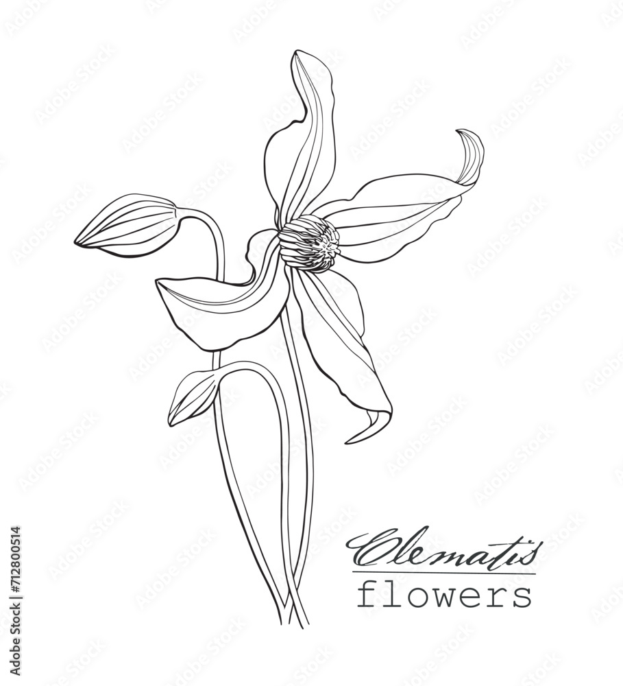Elegant Line art Flowers clematis. Hand drawn sketch vector botanical ...