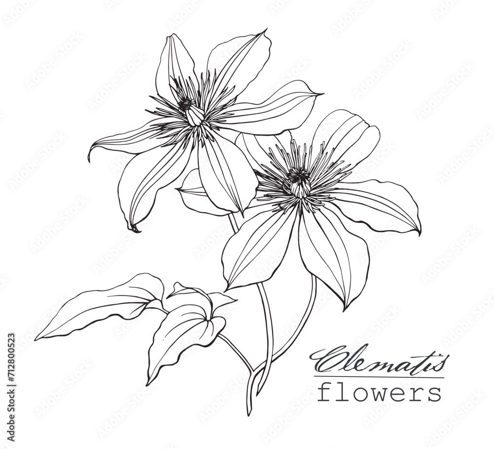 Two elegant Flowers clematis Line art. Hand drawn sketch vector ...
