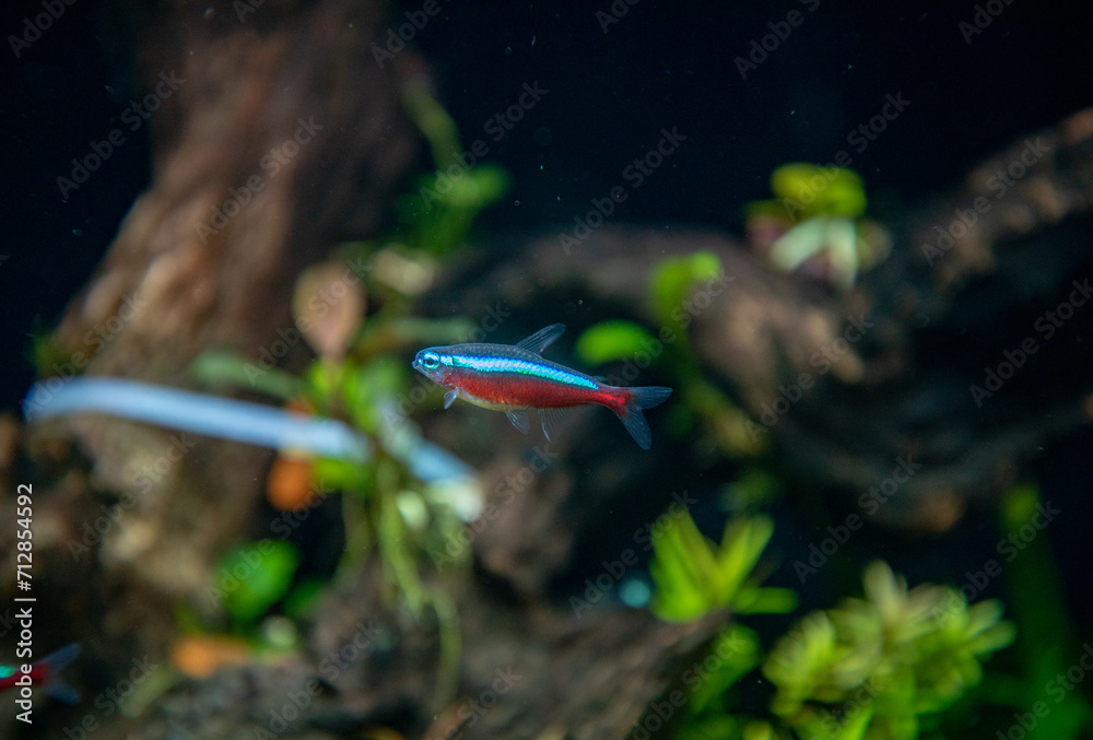 King neon fish. English name: Cardinal Tetra. The scientific name is ...