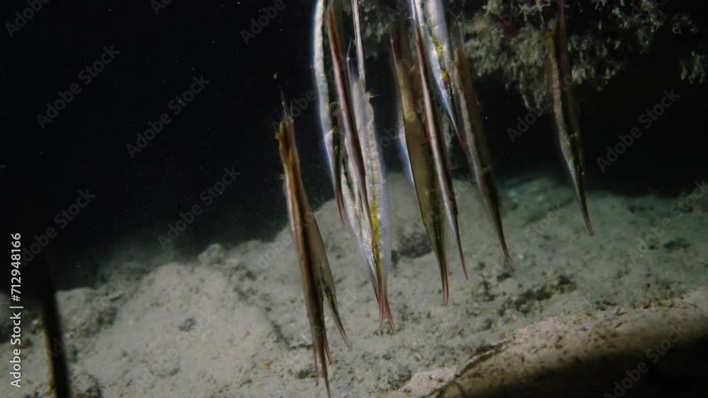 Vidéo Stock Underwater A group of razorfish gather in a tropical coral ...